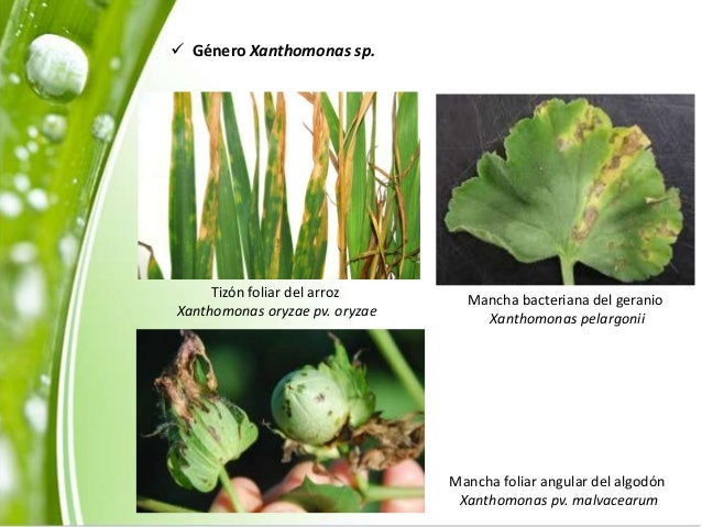 Bacterias fitopatogenas
