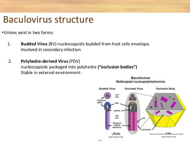 Baculovirus expression vector system