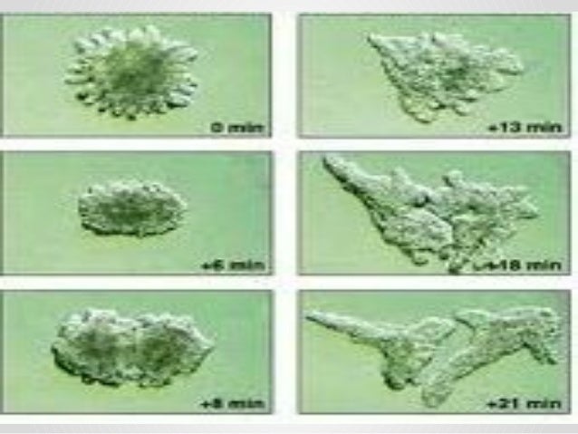 Binary fission in amoeba