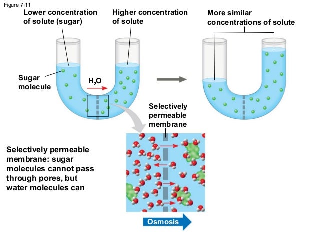 Chapter 7: Cell Membrane