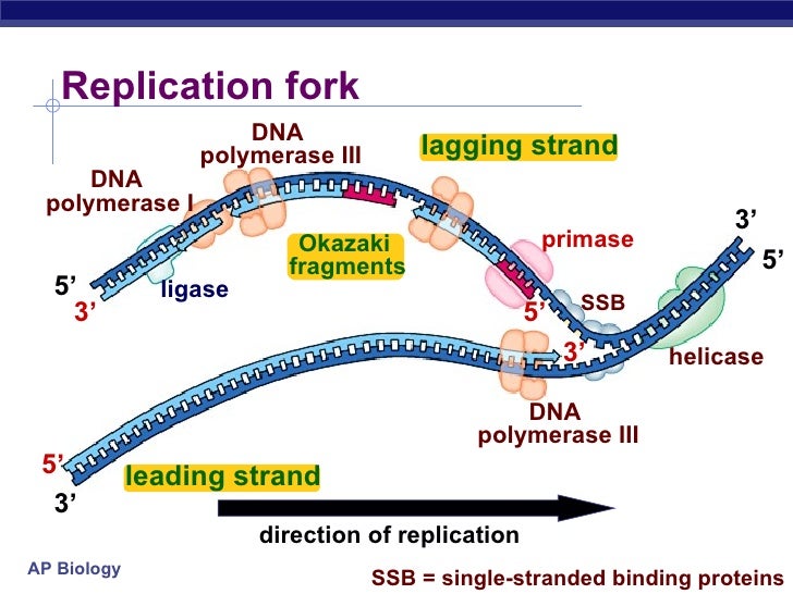 Biochem Synthesis Of Dna