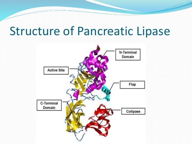 lipase - définition - C'est quoi