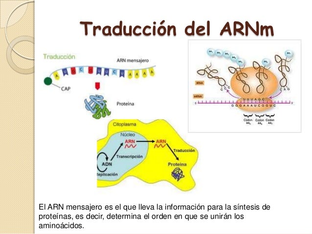 Transcripcion Y Traduccion Del Adn