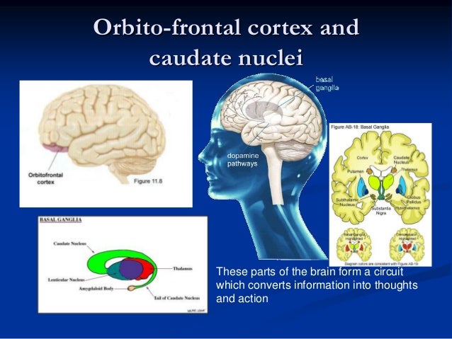OCD Biological explanations A2