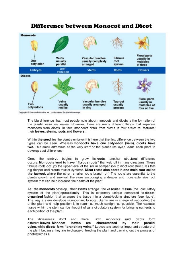 Understanding The Difference Between Monocot And Dicot