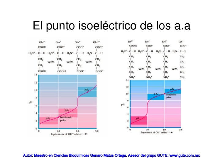 Principios De La Bioqu mica Los Amino cidos Y La Estructura Primaria Principios De La Bioqu mica Los Amino cidos Y La Estructura Primaria