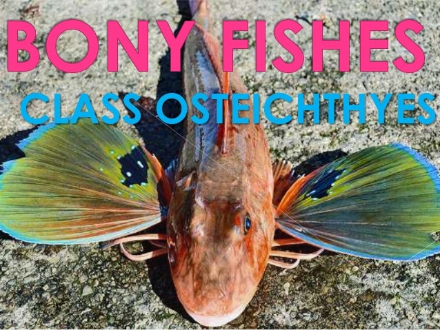Class Osteichthyes Bony Fish Teleost Wikipedia