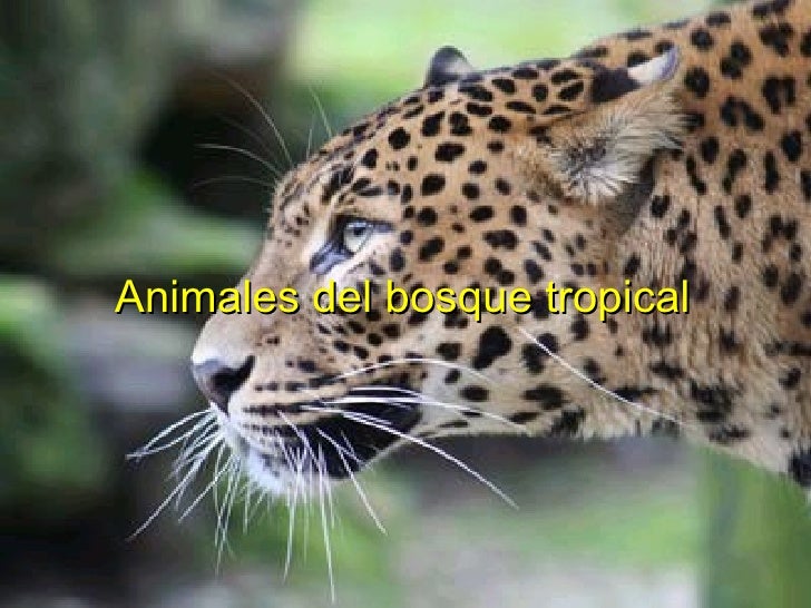 Animales del bosque tropical - Imagui