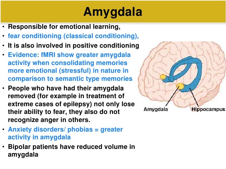 VCE U4 Psychology - Brain mechanisms involved in learning