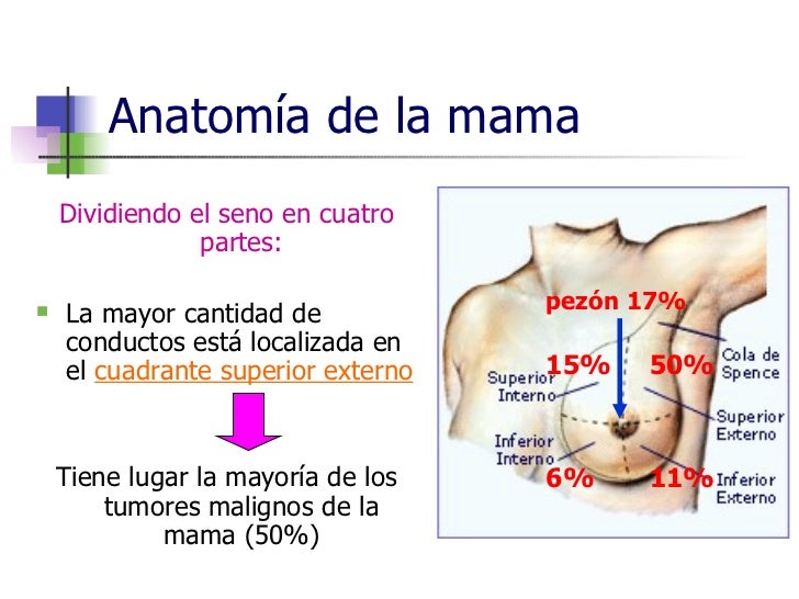 Ca De Mama