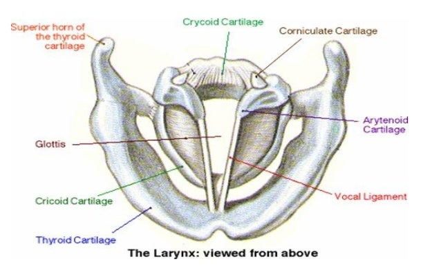 Ca larynx - etio & types