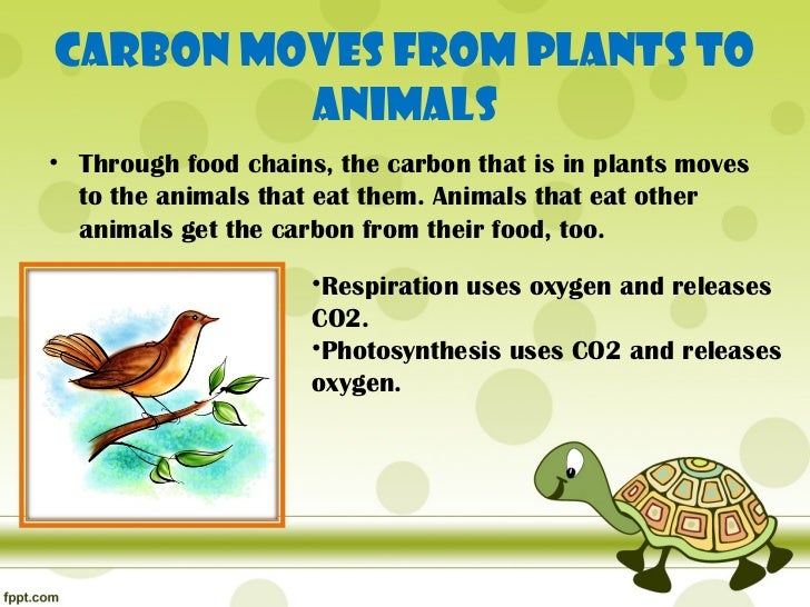 Carbon cycle