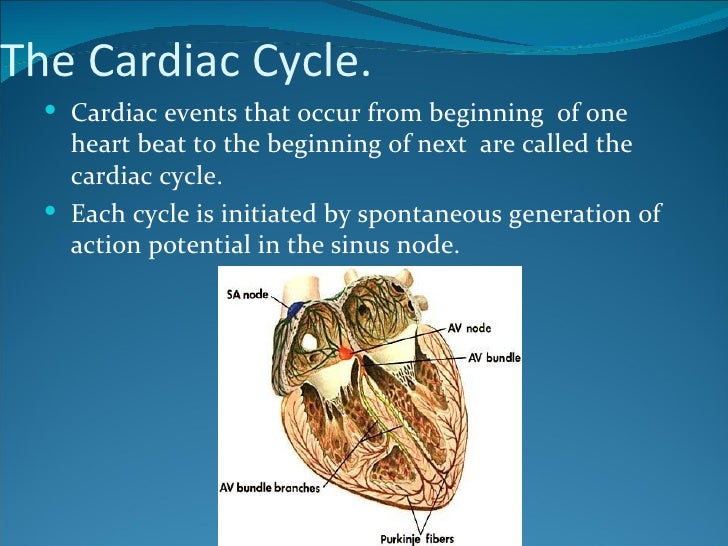 cardiac-cycle-full