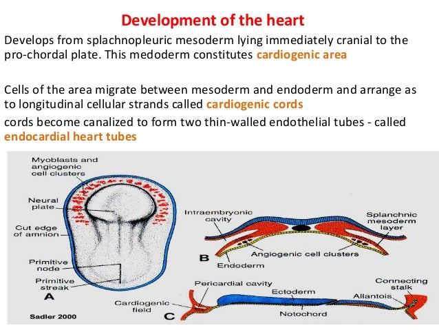 Cardiac development final
