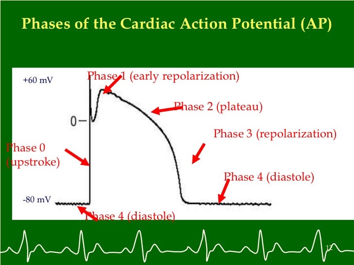 Cardiac+Electrophysiology