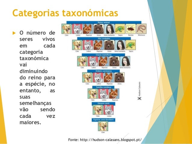 Categorias taxonómicas