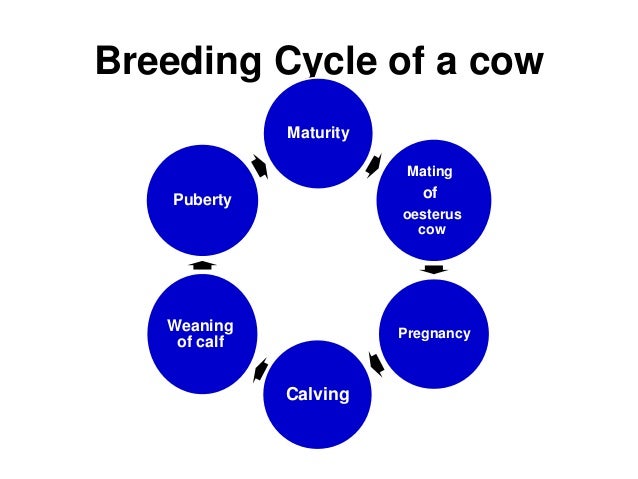 Lecture 1 Cattle Management
