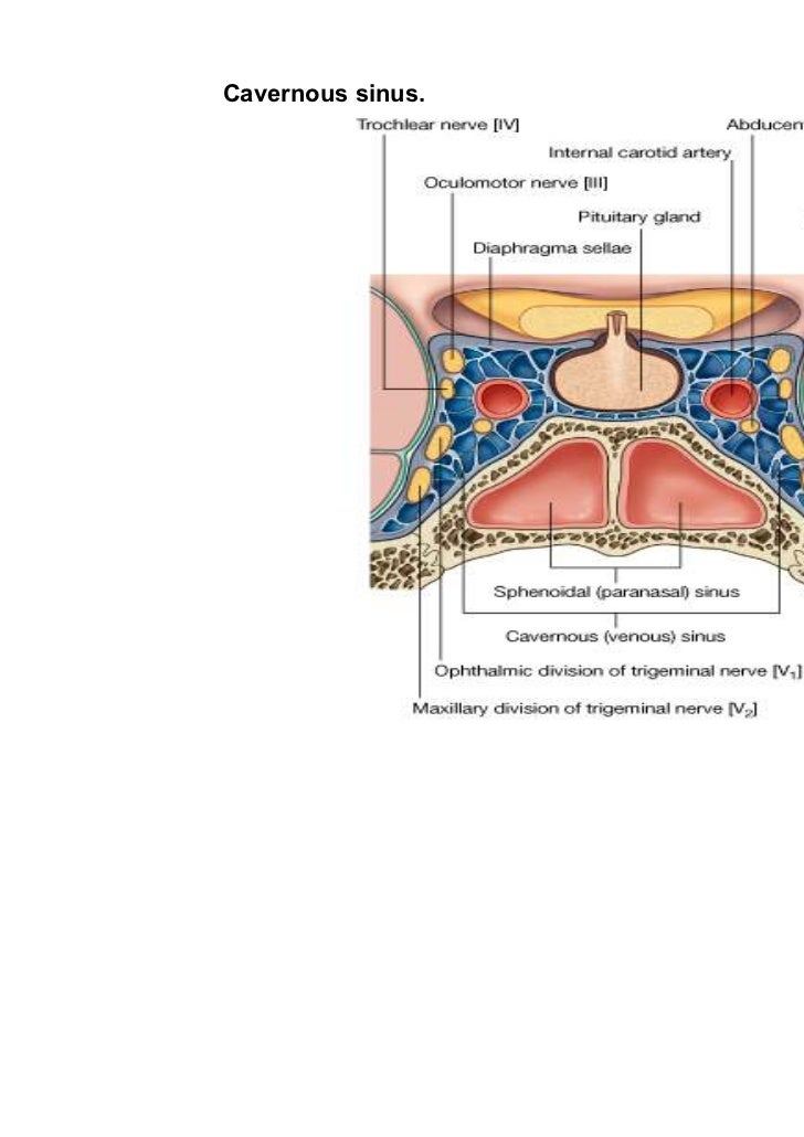 Cavernous sinus anatomy
