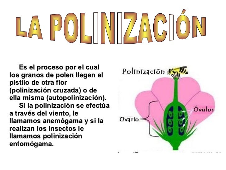 Me divierto repasando: Reproducción en las plantas: polinización