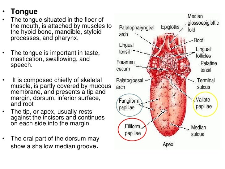 Structure Of Tongue Introduction Functions Of Tongue - vrogue.co Structure Of Tongue Introduction Functions Of Tongue - vrogue.co