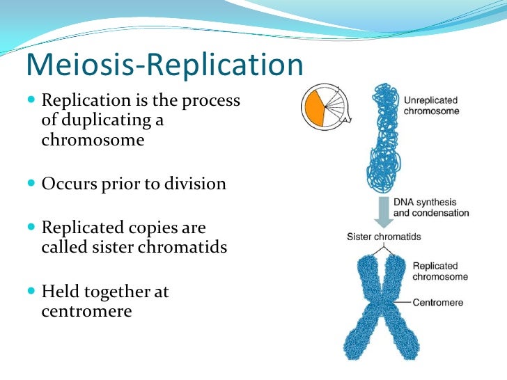 Dna replication in mitosis vs meiosis - Groswind