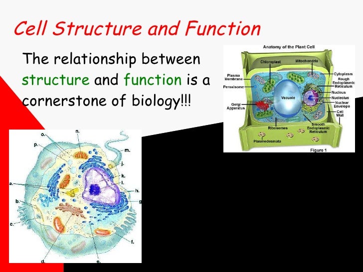 Cell Structure And Function