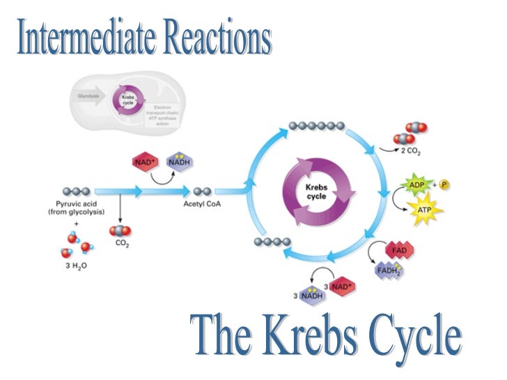 Cellular Respiration