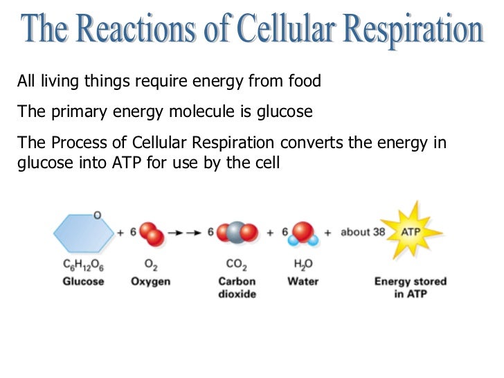 Cellular Respiration Cellular Respiration