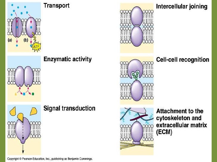 Cell Recognition Proteins