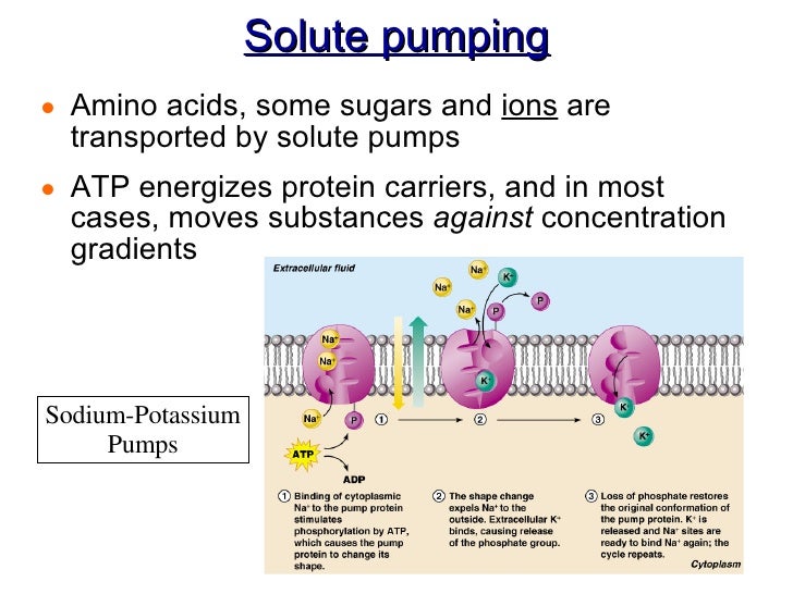 Ch 3 Cell Physiology