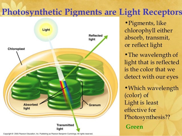 AP Biology Ch 8 Photosynthesis Light Reactions