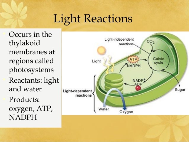 AP Biology Ch 8 Photosynthesis Light Reactions