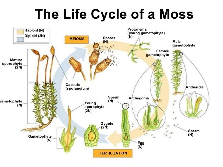Mosses Life Cycle