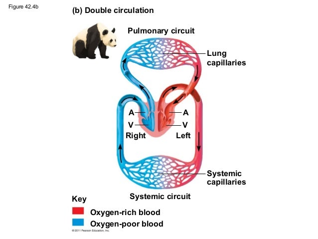 Biology "B" / Ch42