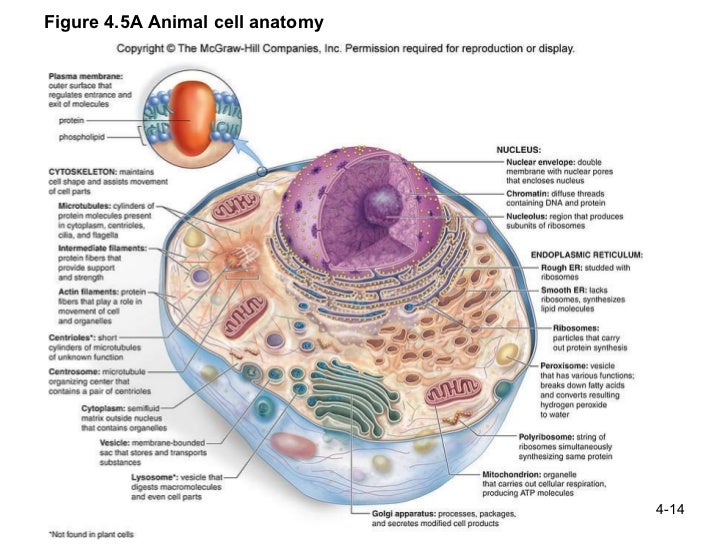 7 Cell Parts And Their Functions Flashcards Quizlet