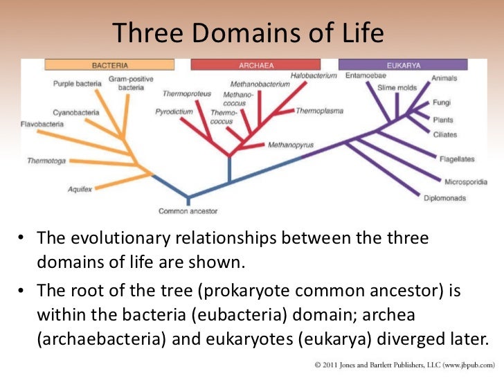 From single-celled organism to kingdoms