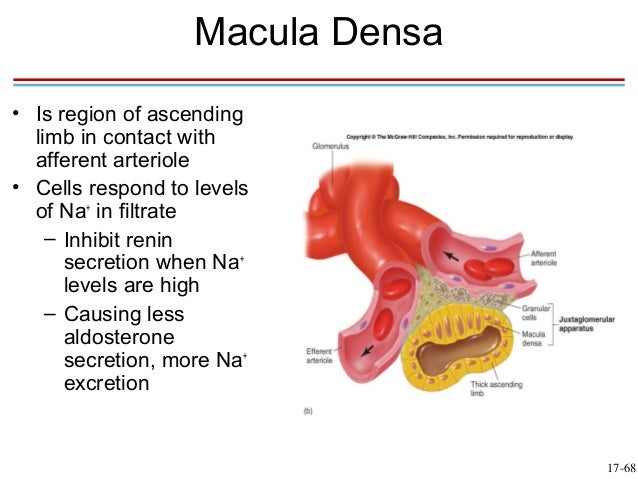 Chapter 17 lecture-1
