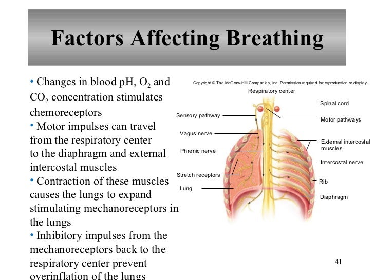 Chapter 19 Respiratory System