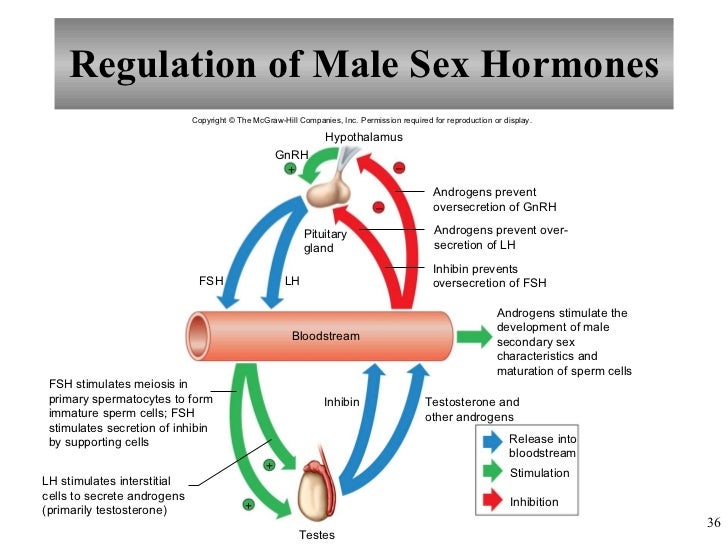 Chapter 22 Reproductive System