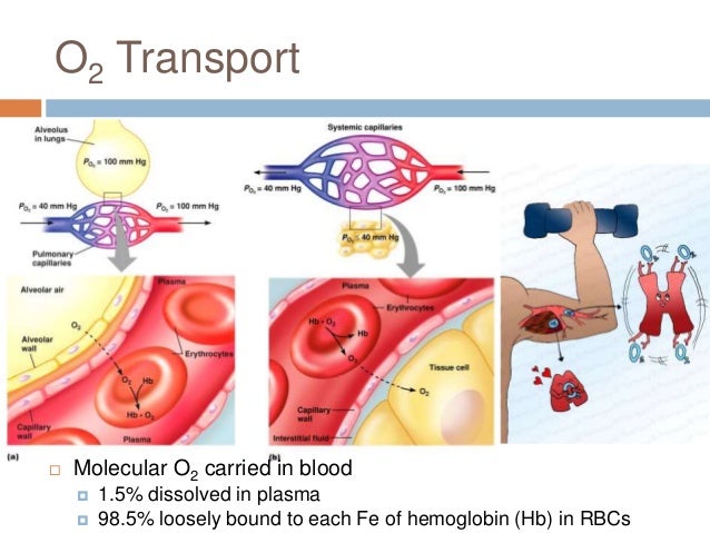 Chapter 22: Respiratory System (#3)