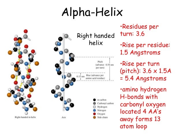 Chapter 4 (part 1) protein structure introduction- 2nd structure