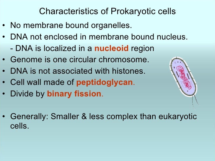 Chapter 4 prokaryotic profiles micro 1