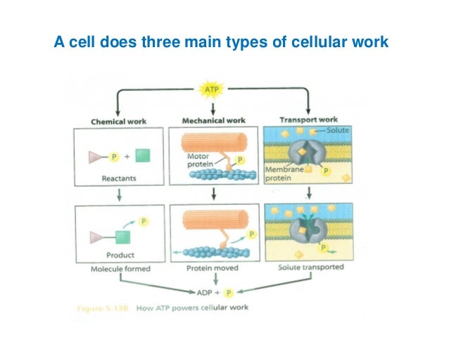 Chapter 5 the working cells [compatibility mode]