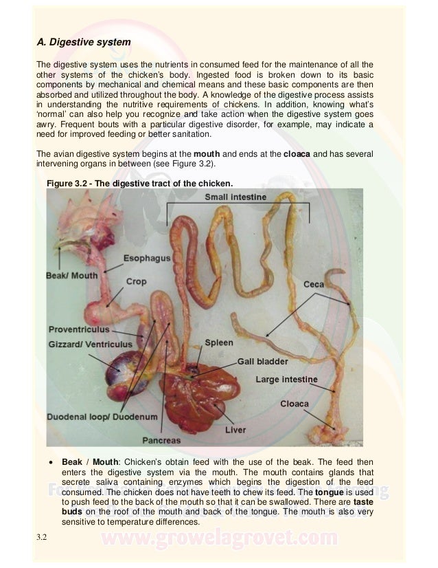 Chicken Anatomy And Physiology