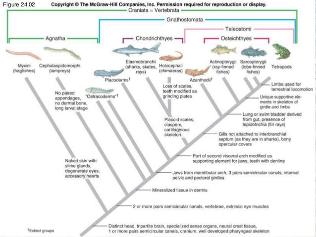 Phylum Chordata- Sub Phylum Vertebrata- Class Chondrichthyes By: Al-J…