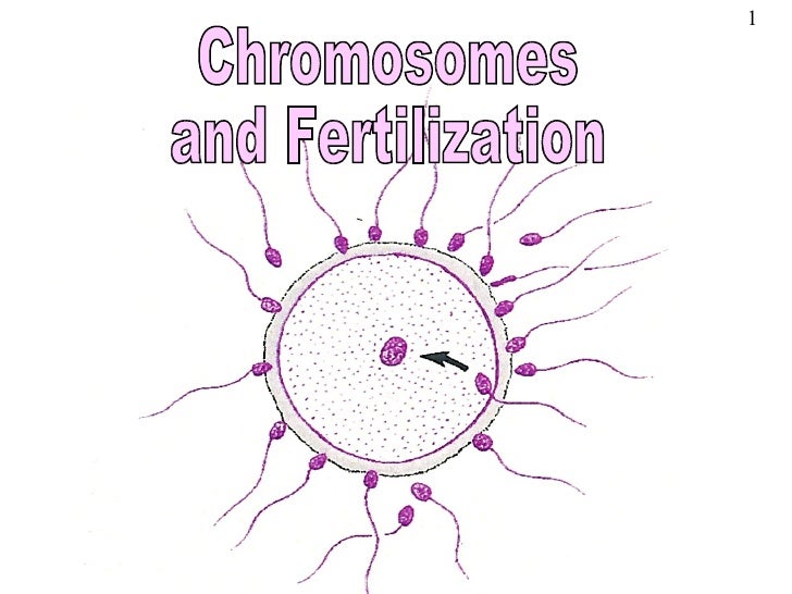 Fertilization Process Chromosomes
