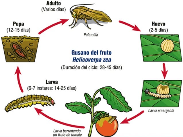 Ciclo biológico algunos insectos plagas iala