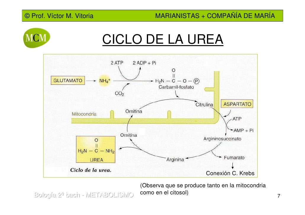 Ciclo de la urea