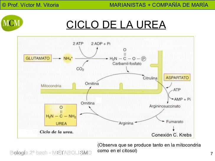 CICLO DE LA UREA