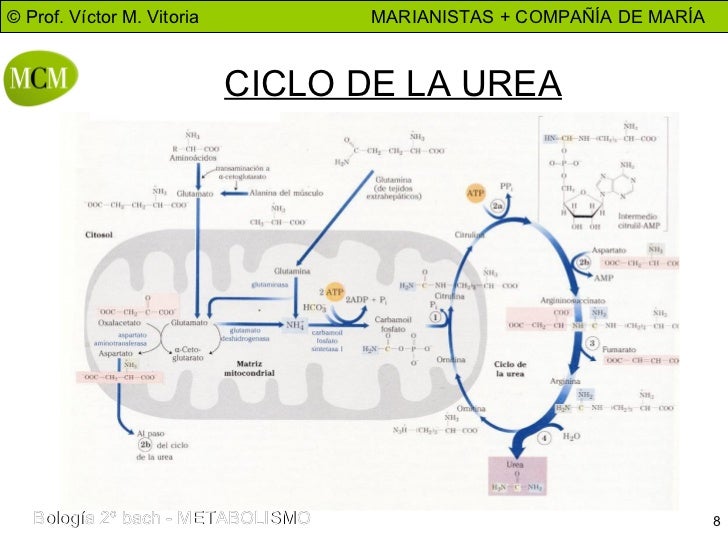 CICLO DE LA UREA